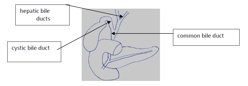 MT2 – Digestive System – The Lewis College Hub