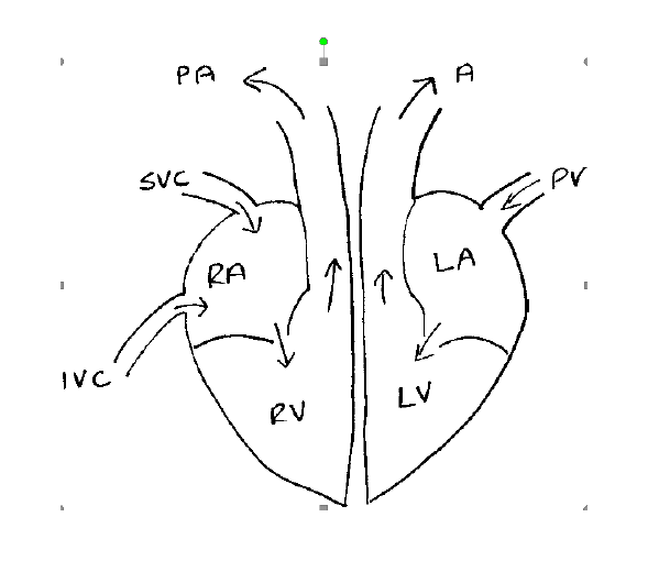 MT4 – Cardiovascular System – The Lewis College Hub