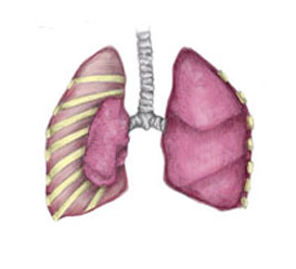 MT3 – Respiratory System – The Lewis College Hub