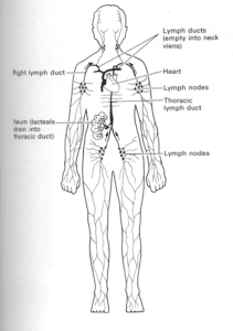MT6 – Lymphatic System & Oncology – The Lewis College Hub